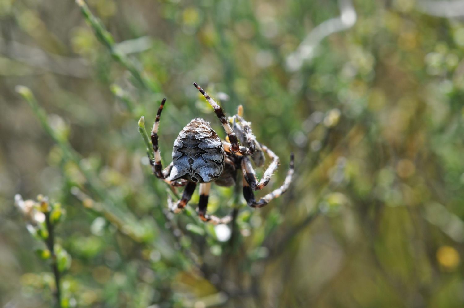 Réf. 73711 — ARACHNIDA > Araneae > Araneidae > Araneus grossus - www ...