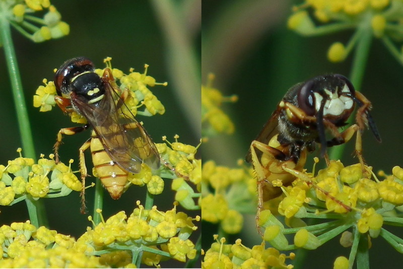 Réf. 73670 — INSECTA > Hymenoptera > Philanthidae > Philanthus ...