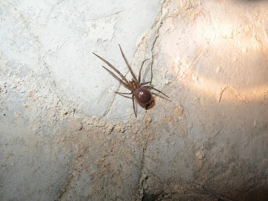 Réf. 73994 — ARACHNIDA > Araneae > Tetragnathidae > Meta bourneti - www ...