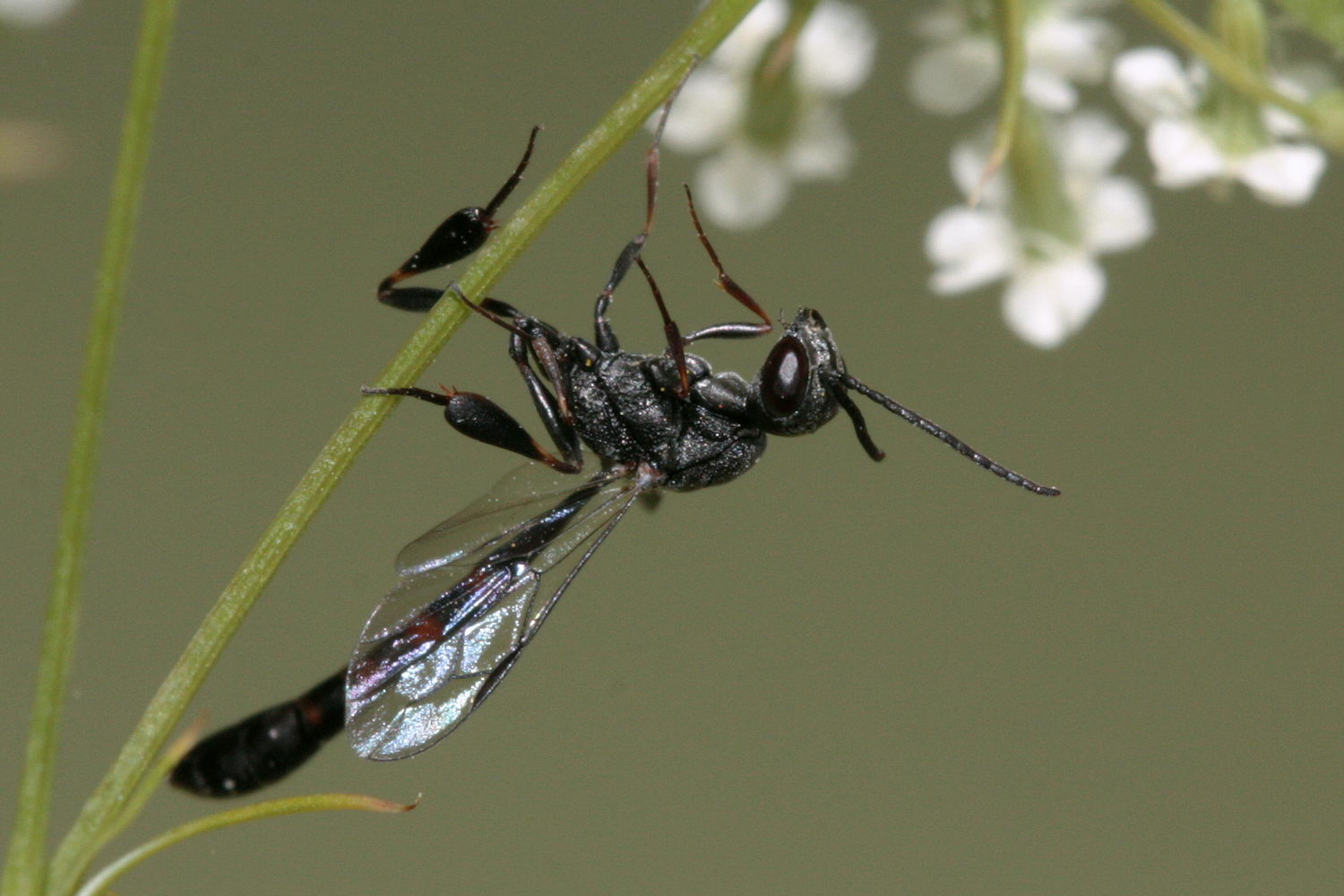 Réf. 74141 — INSECTA > Hymenoptera > Gasteruptiidae > Gasteruption sp ...