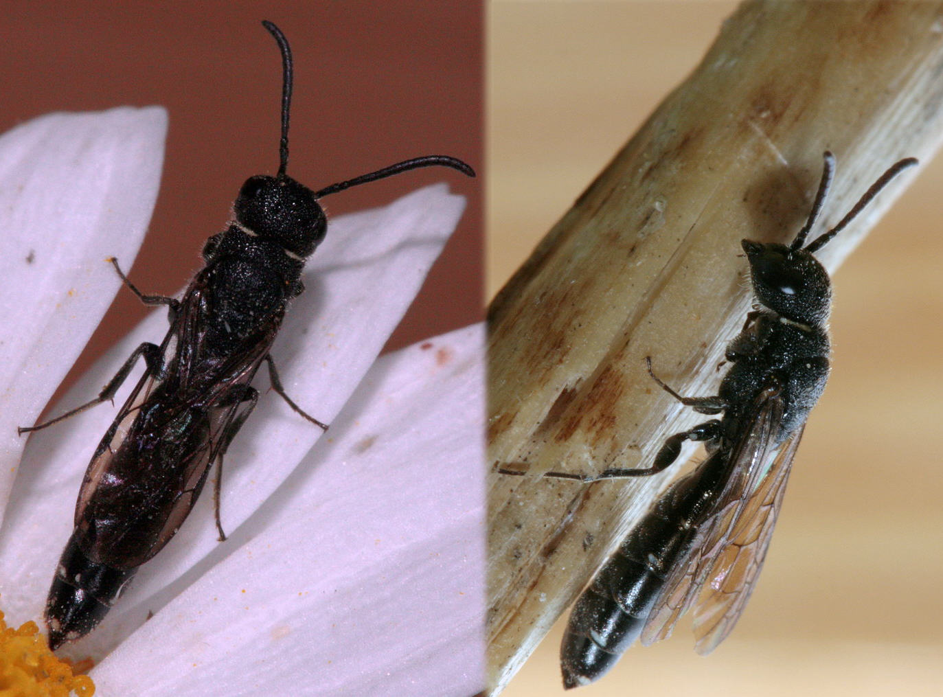 Réf. 74422 — INSECTA > Hymenoptera > Sapygidae > Sapygina decemguttata ...