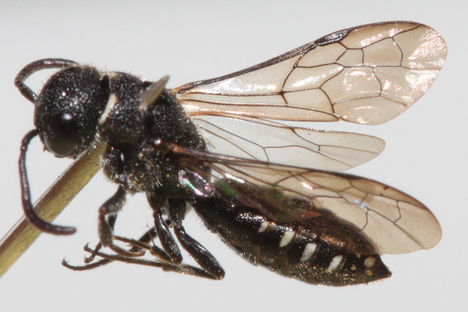 Réf. 74445 — INSECTA > Hymenoptera > Sapygidae > Sapygina decemguttata ...