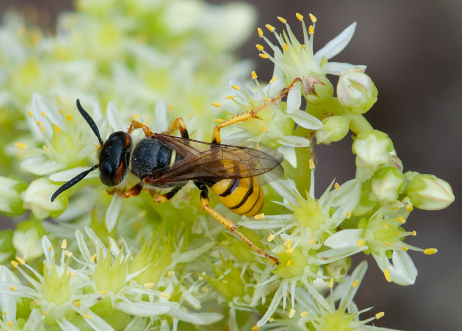 Réf. 74057 — INSECTA > Hymenoptera > Philanthidae > Philanthus ...