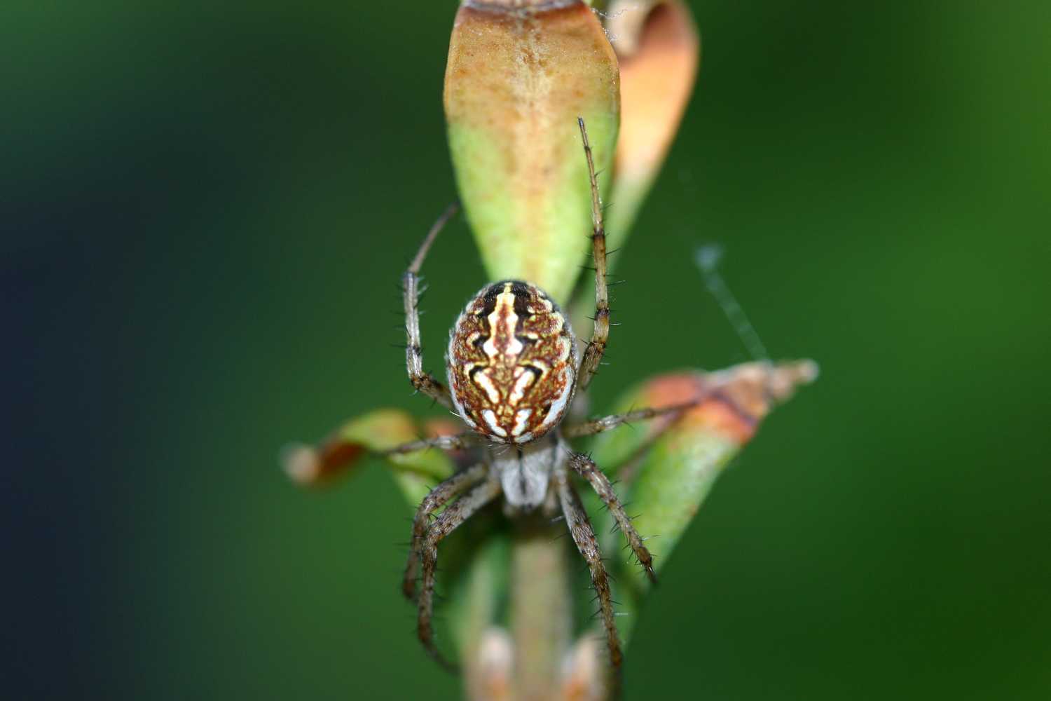 Réf. 74190 — ARACHNIDA > Araneae > Araneidae > Neoscona adianta - www ...