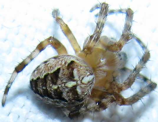 Réf. 74495 — ARACHNIDA > Araneae > Araneidae > Araneus diadematus - www ...