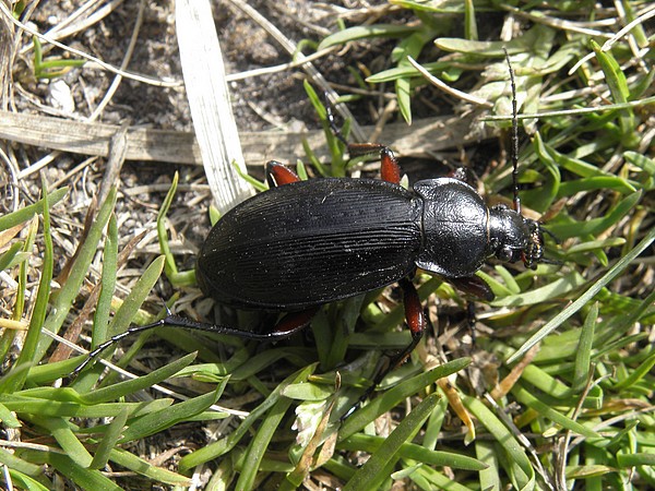 Réf. 74739 — INSECTA > Coleoptera > Carabidae > Carabus (Morphocarabus ...