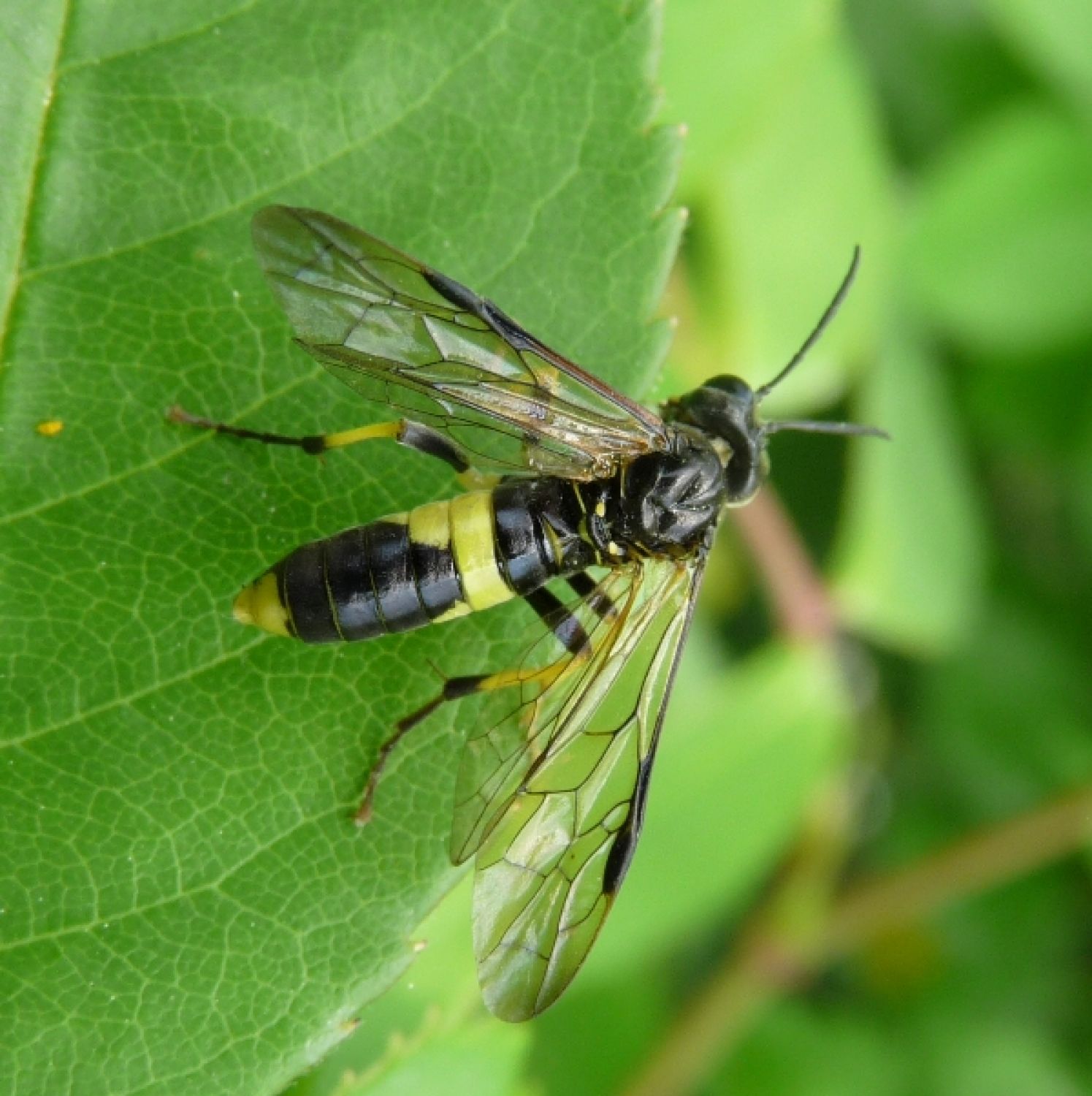Réf. 74630 — INSECTA > Hymenoptera > Tenthredinidae > Tenthredo ...