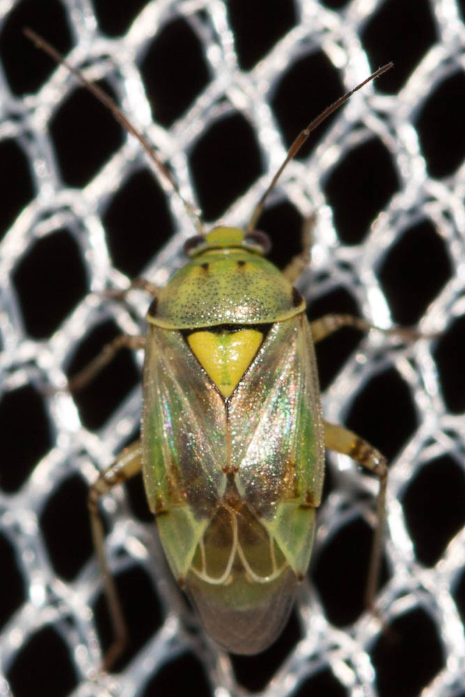 Réf. 74979 — INSECTA > Heteroptera > Miridae > Lygus sp. - www.galerie ...