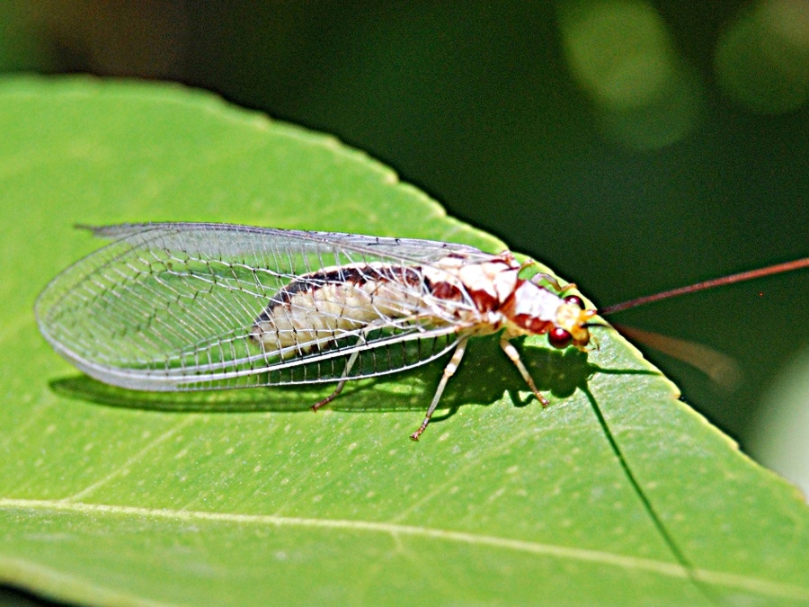 Réf. 74645 — INSECTA > Neuroptera > Chrysopidae > Italochrysa italica ...