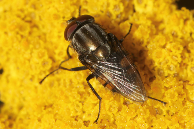Réf. 75571 — INSECTA > Diptera > Rhiniidae > Stomorhina lunata - www ...