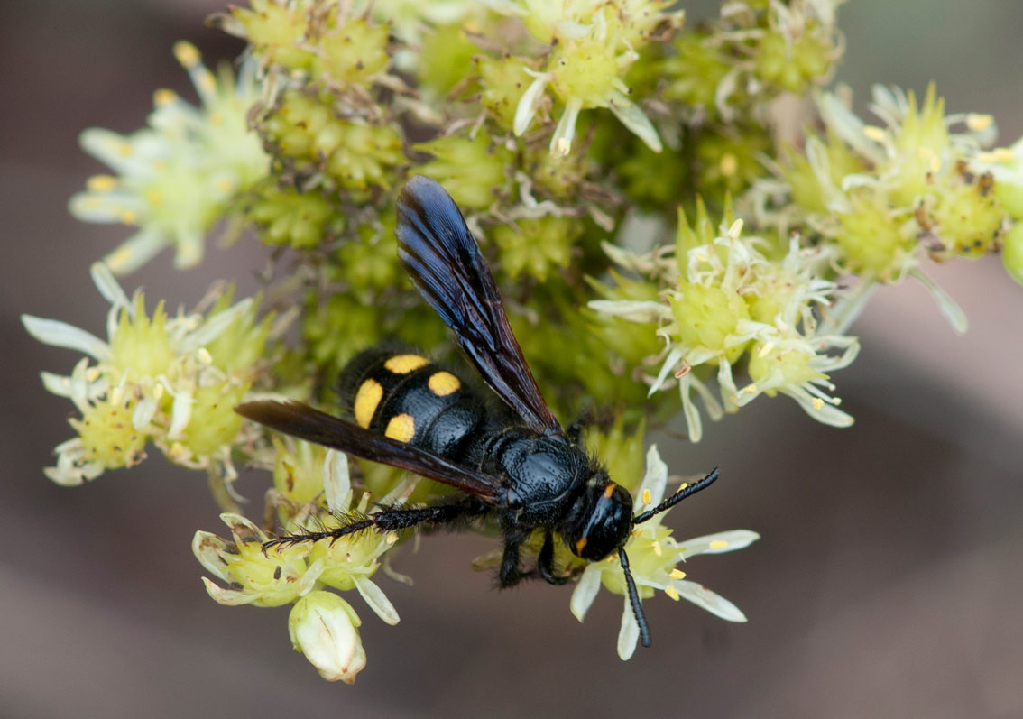 Réf. 75052 — INSECTA > Hymenoptera > Scoliidae > Scolia (Scolia ...