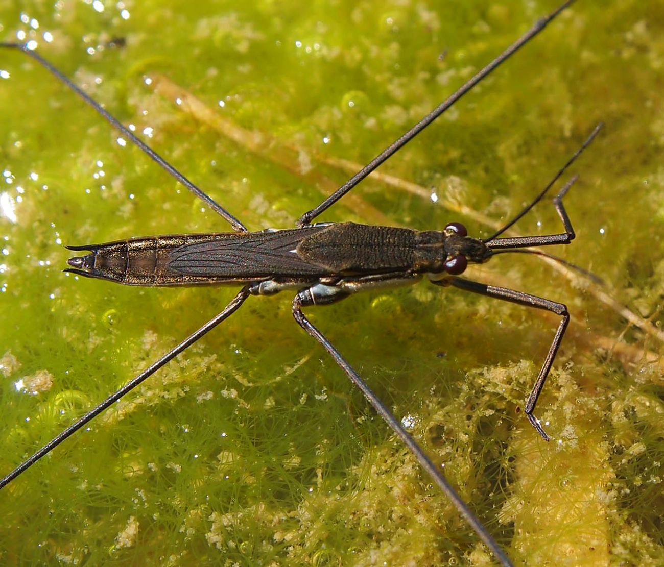 Réf. 76260 — INSECTA > Heteroptera > Gerridae > Aquarius paludum - www ...