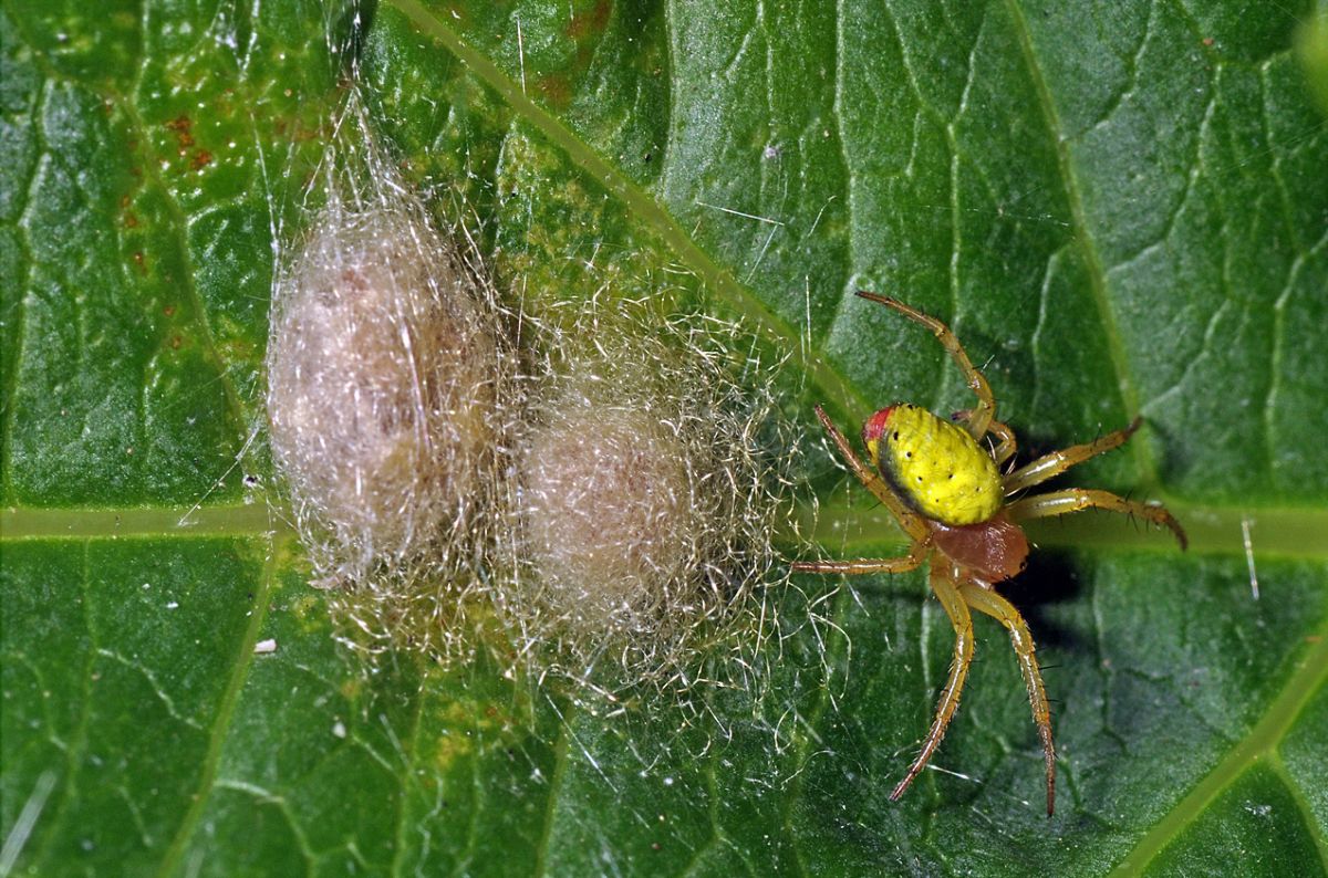 Réf. 76031 — ARACHNIDA > Araneae > Araneidae > Araniella sp. - www ...