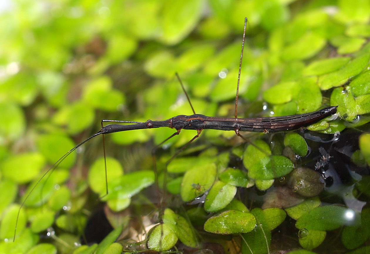 Réf. 76373 — INSECTA > Heteroptera > Hydrometridae > Inconnu inconnu ...