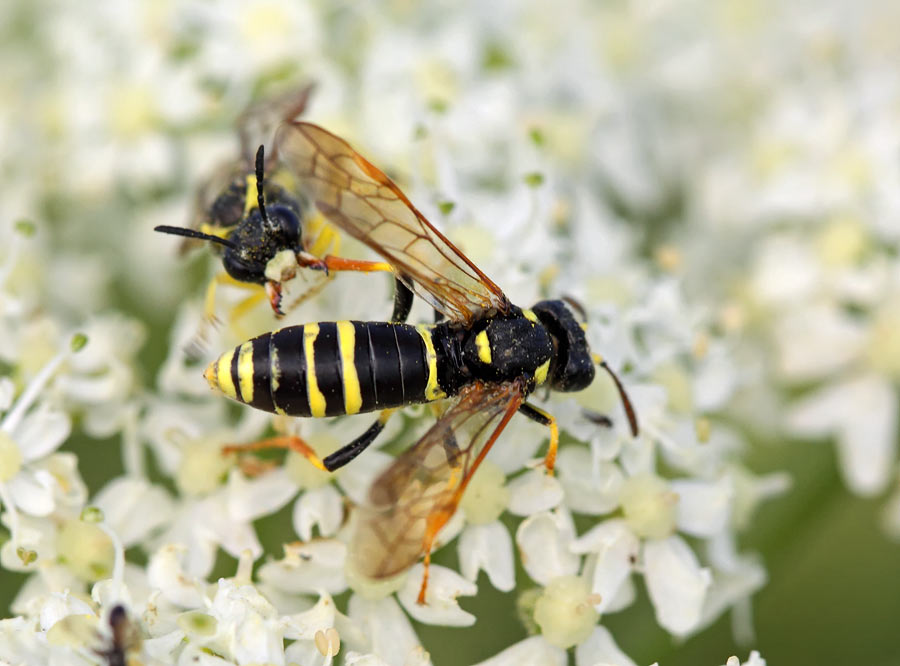 Réf. 76800 — INSECTA > Hymenoptera > Tenthredinidae > Tenthredo ...