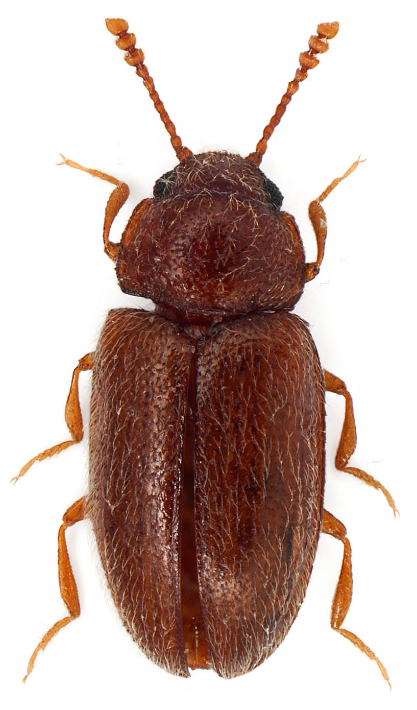 Réf. 76030 — INSECTA > Coleoptera > Erotylidae > Cryptophilus integer - www.galerie-insecte.org