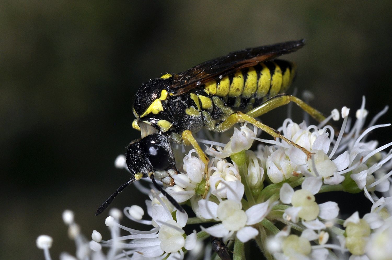 Réf. 76232 — INSECTA > Hymenoptera > Tenthredinidae > Tenthredo ...