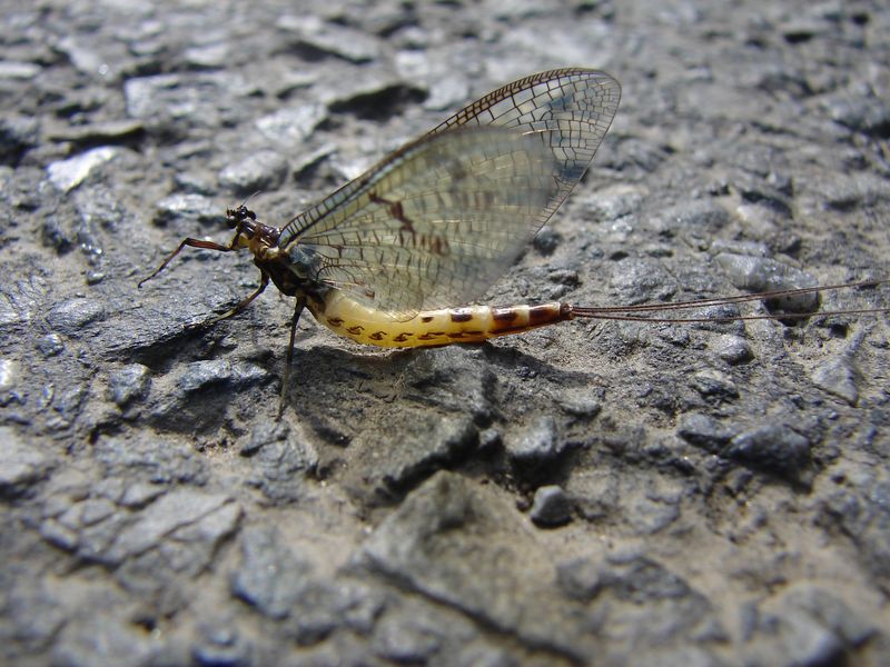 Réf. 77839 — INSECTA > Ephemeroptera > Ephemeridae > Ephemera danica ...