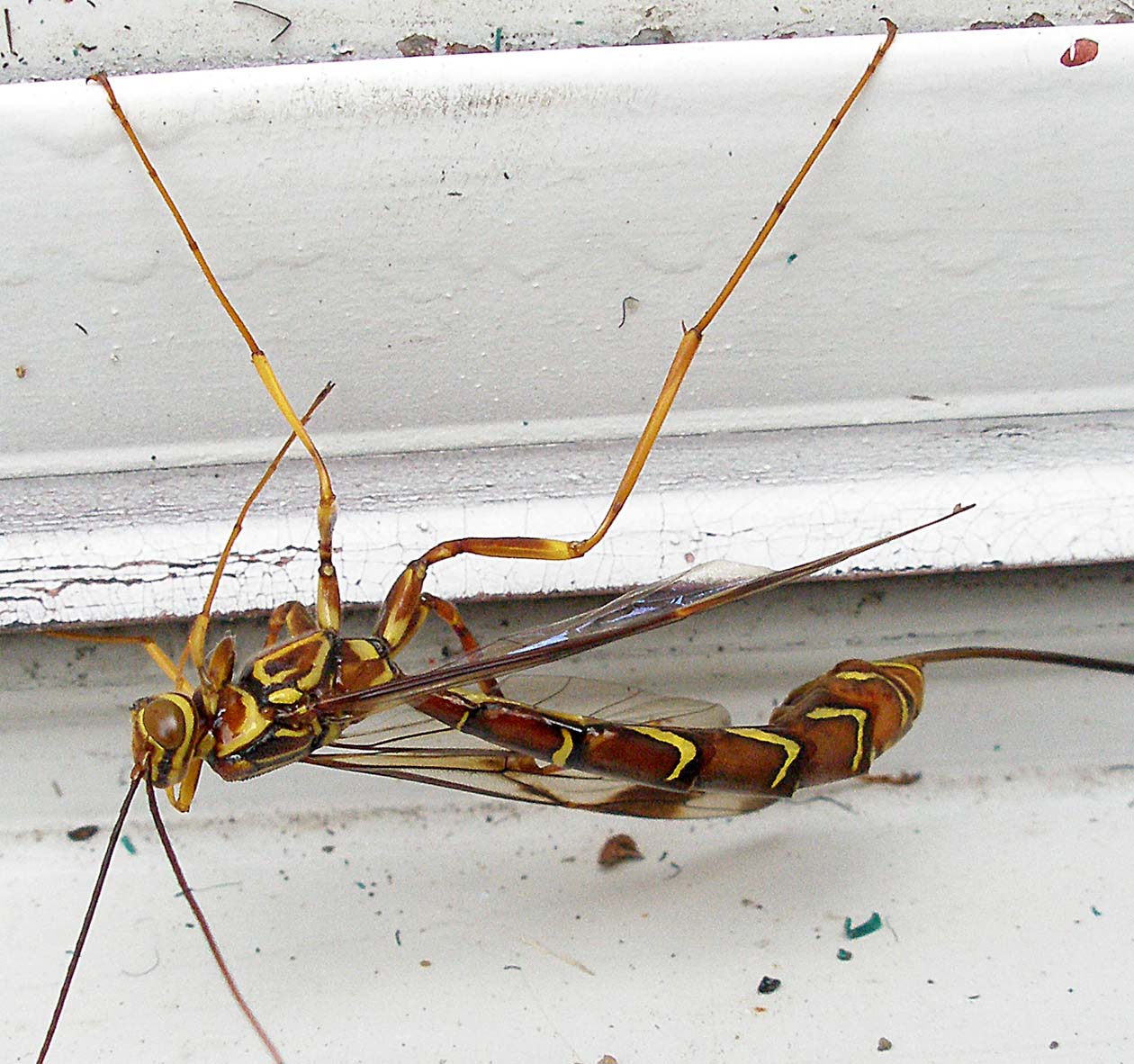 Réf. 77668 — INSECTA > Hymenoptera > Ichneumonidae > Megarhyssa macrura ...