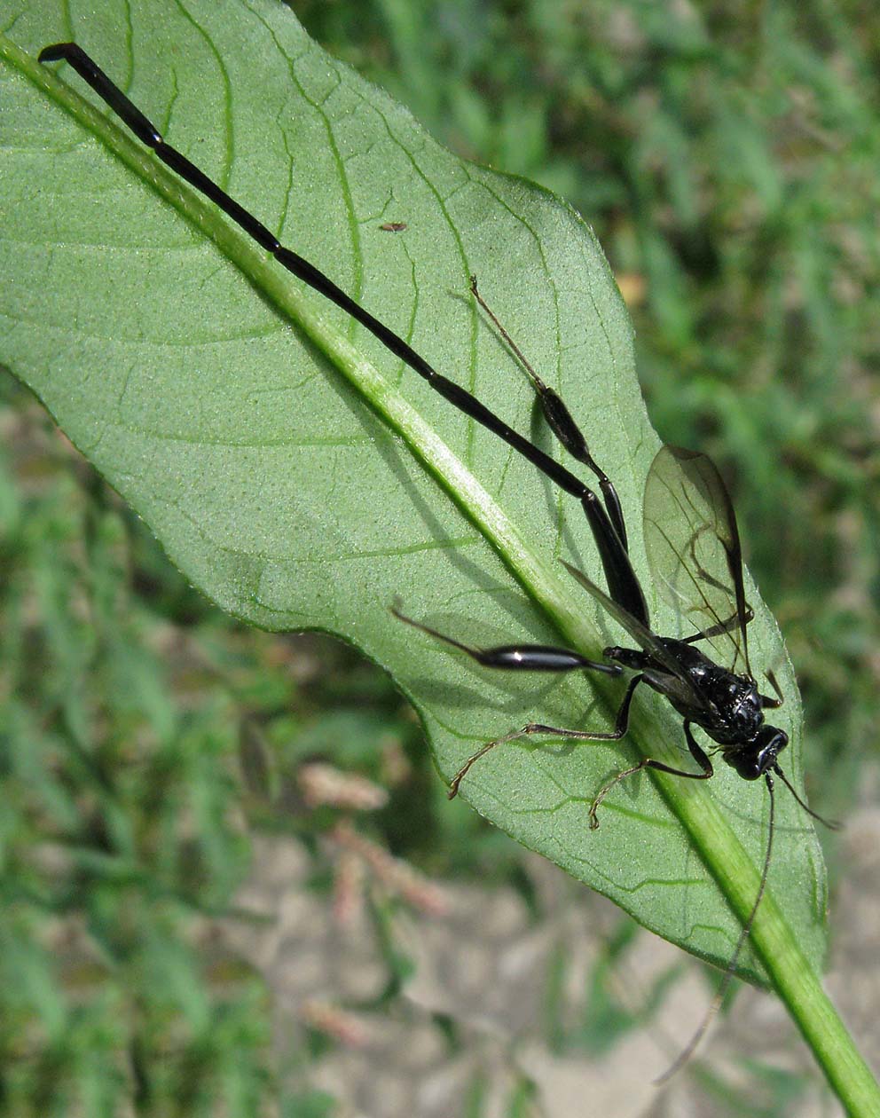 Réf. 77614 — INSECTA > Hymenoptera > Pelecinidae > Pelecinus ...