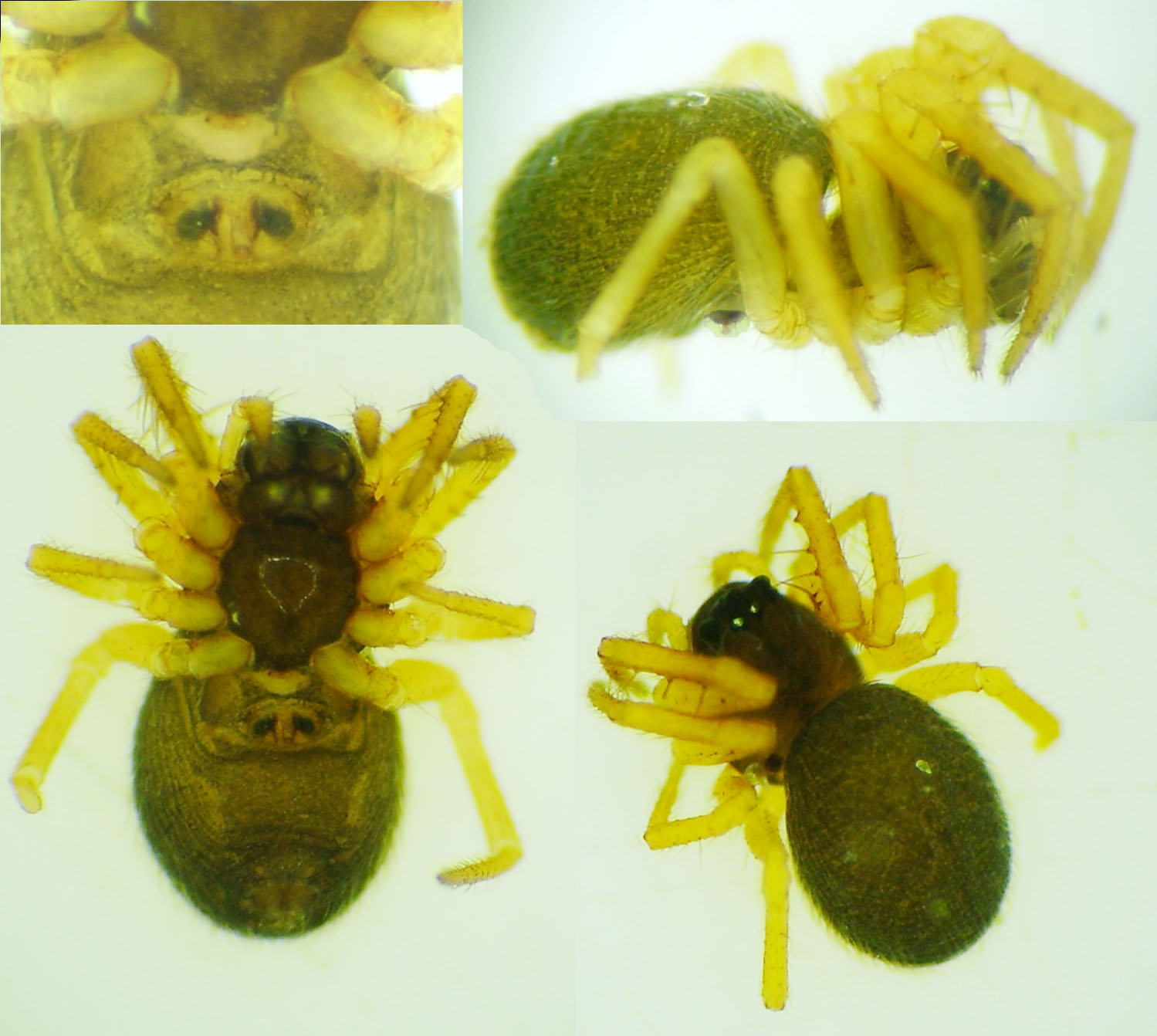 Réf. 77851 — ARACHNIDA > Araneae > Linyphiidae > Maso gallicus - www ...