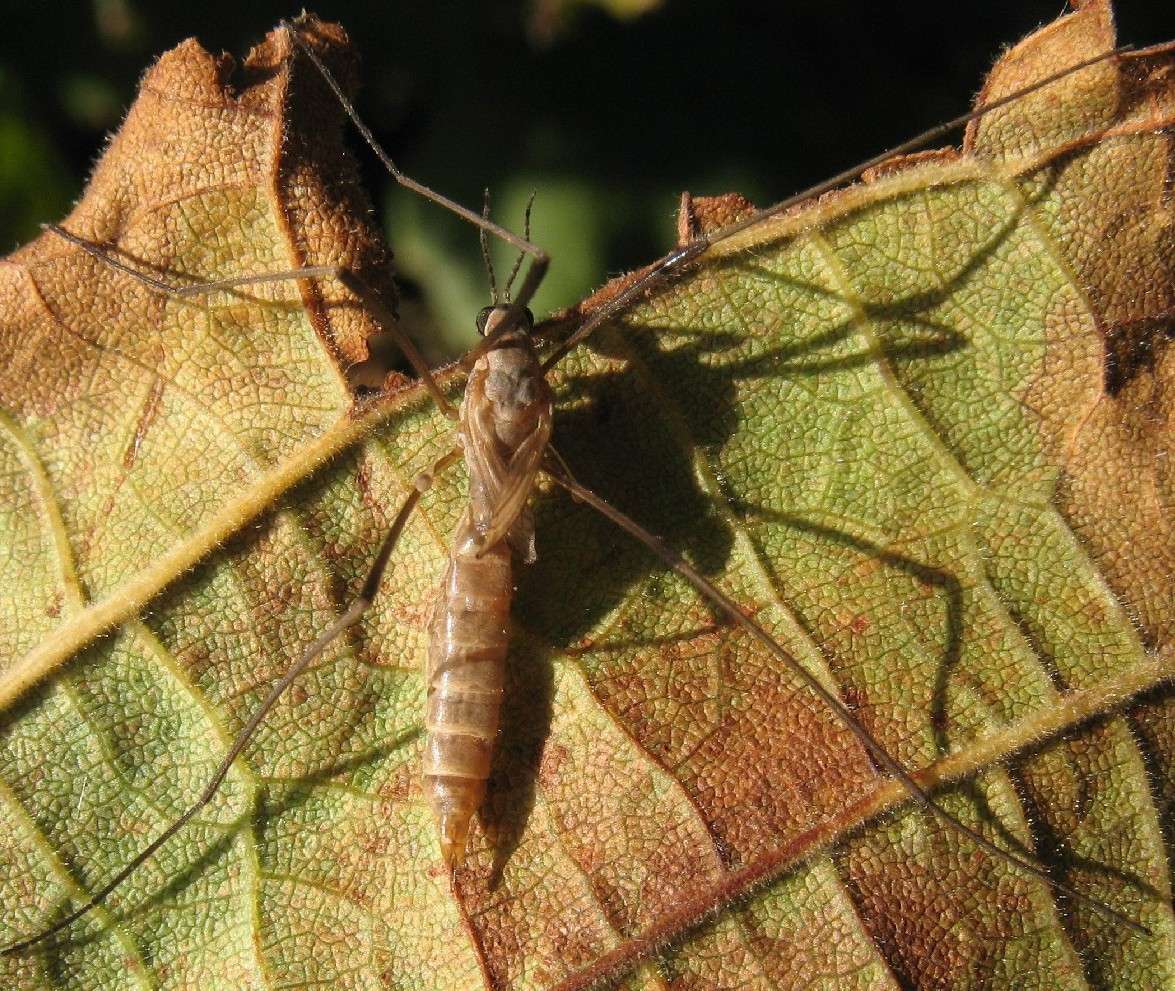 Réf. 78998 — INSECTA > Diptera > Tipulidae > Tipula (Savtshenkia ...