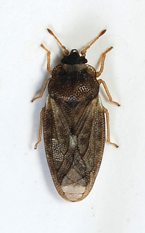 Réf. 79080 — INSECTA > Heteroptera > Piesmatidae > Piesma maculatum ...