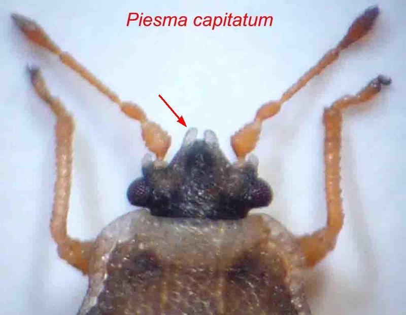 Réf. 79249 — INSECTA > Heteroptera > Piesmatidae > Piesma capitatum ...