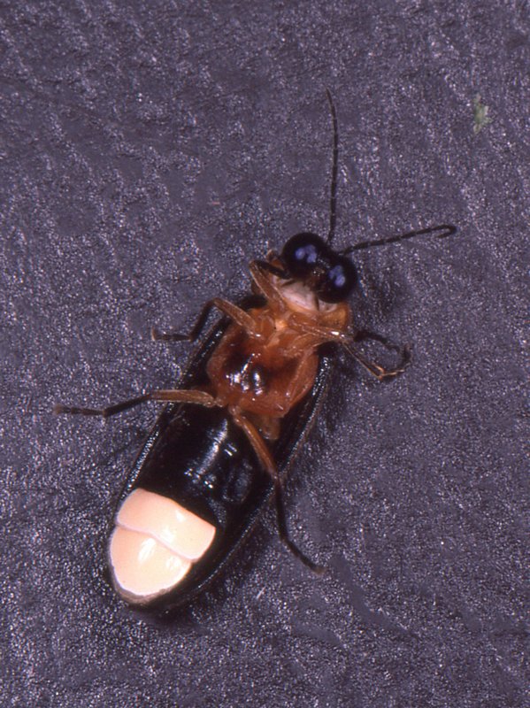 Réf. 80621 — INSECTA > Coleoptera > Lampyridae > Luciola (Luciola ...