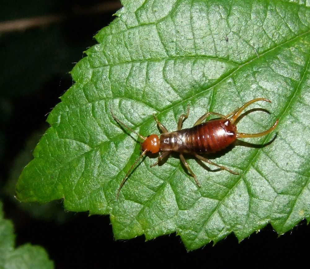 Réf. 80287 — INSECTA > Dermaptera > Forficulidae > Chelidurella ...