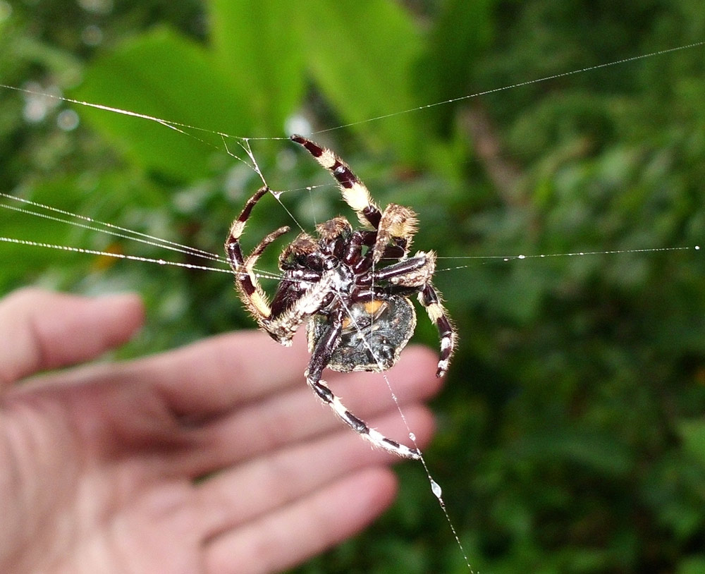 Réf. 80647 — ARACHNIDA > Araneae > Araneidae > Caerostris sumatrana ...