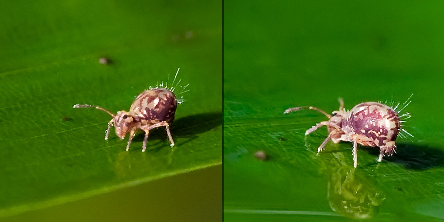 Réf. 80194 — ENTOGNATHA > Collembola > Dicyrtomidae > Dicyrtomina ...