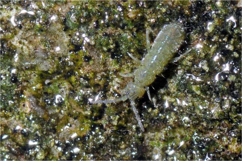 Réf. 80874 — ENTOGNATHA > Collembola > Isotomidae > Isotoma sp. - www ...