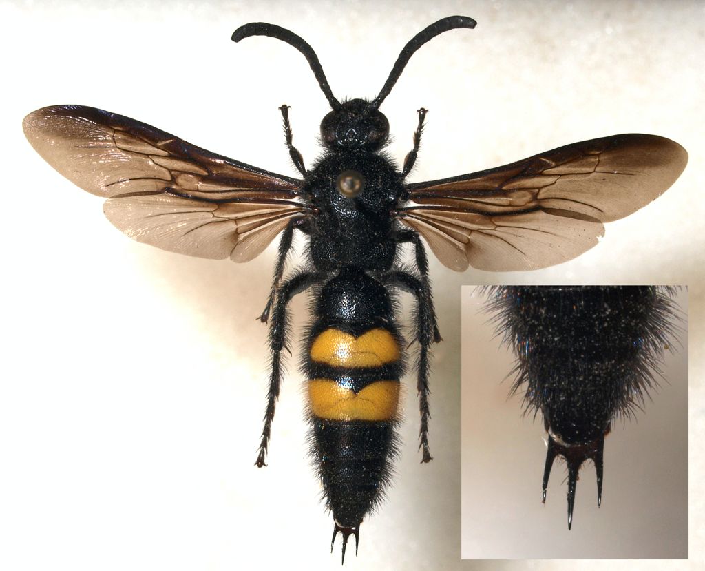 Réf. 81215 — INSECTA > Hymenoptera > Scoliidae > Scolia (Discolia ...