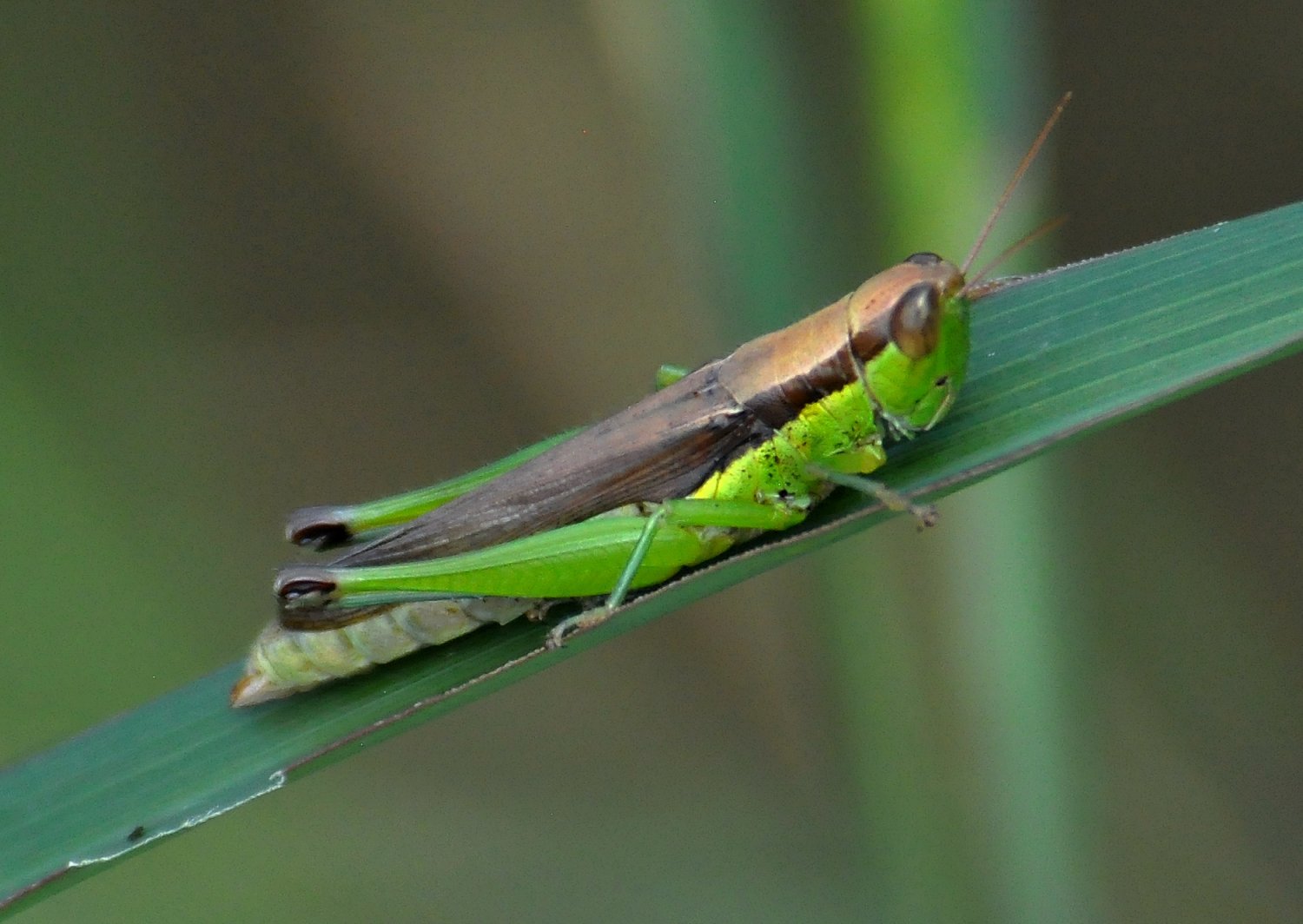 Réf. 81554 — INSECTA > Orthoptera > Acrididae > Oxya japonica - www ...