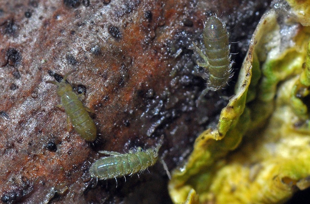 Réf. 81599 — ENTOGNATHA > Collembola > Isotomidae > Isotoma viridis ...