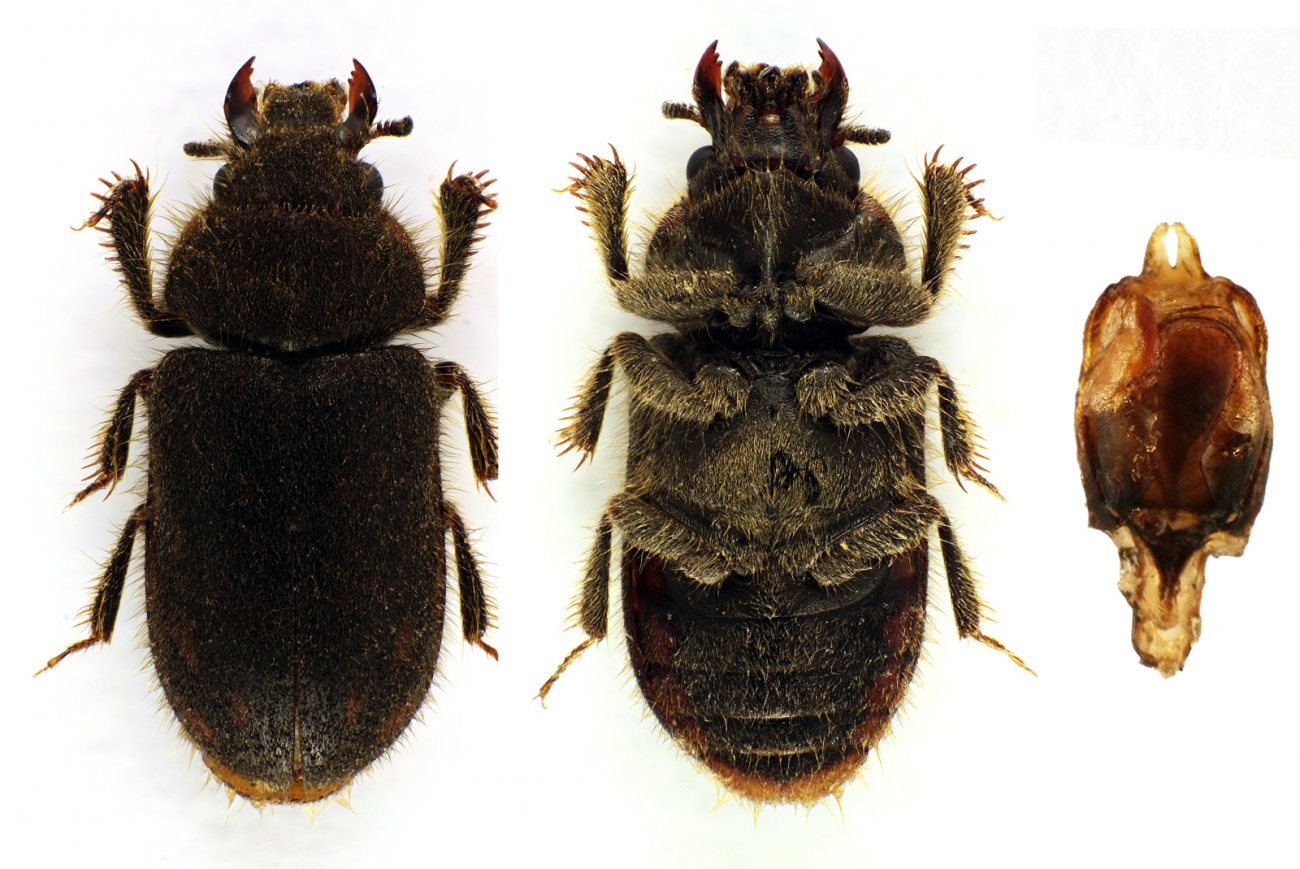 Réf. 81347 — INSECTA > Coleoptera > Heteroceridae > Heterocerus ...