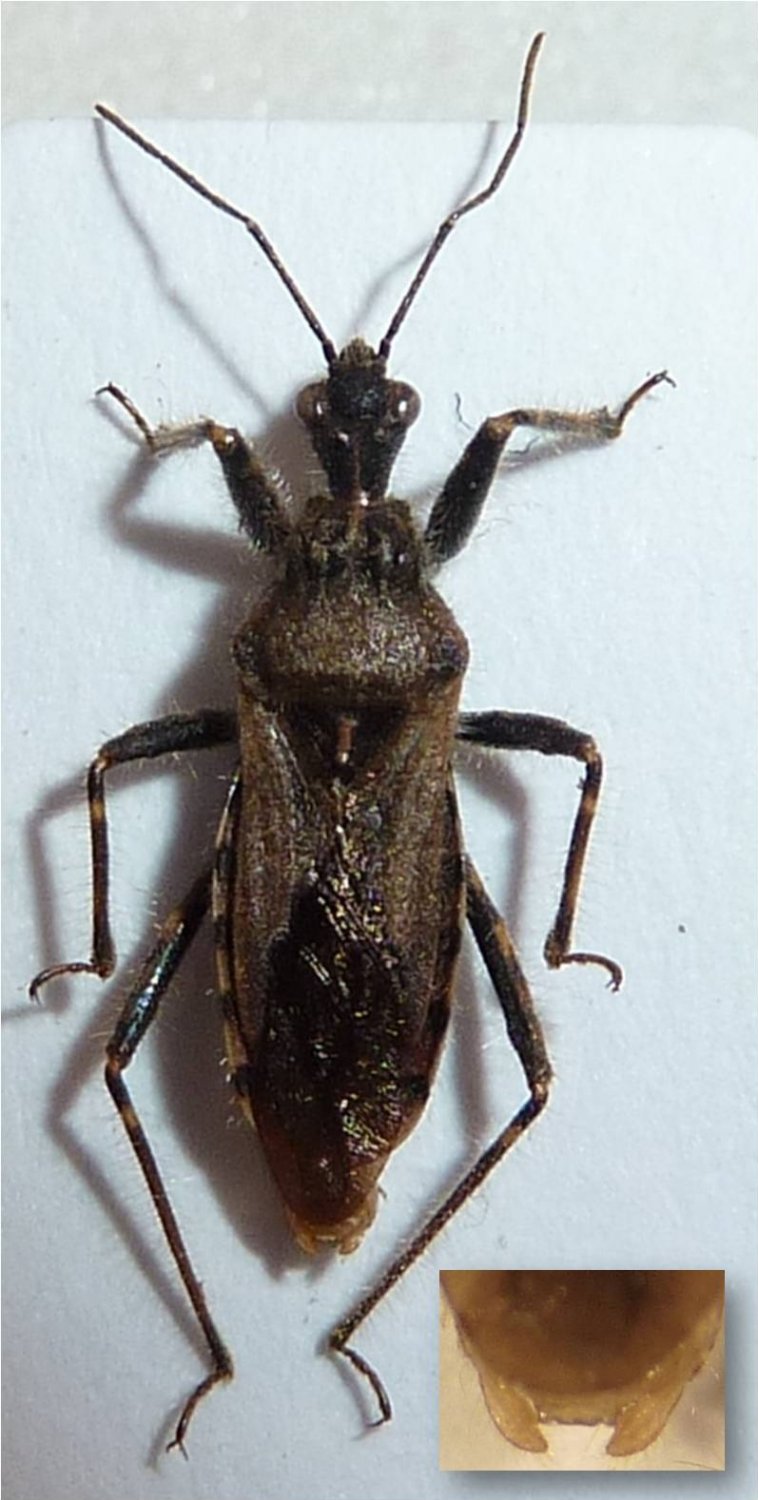 Réf. 82201 — INSECTA > Heteroptera > Reduviidae > Coranus (Coranus ...