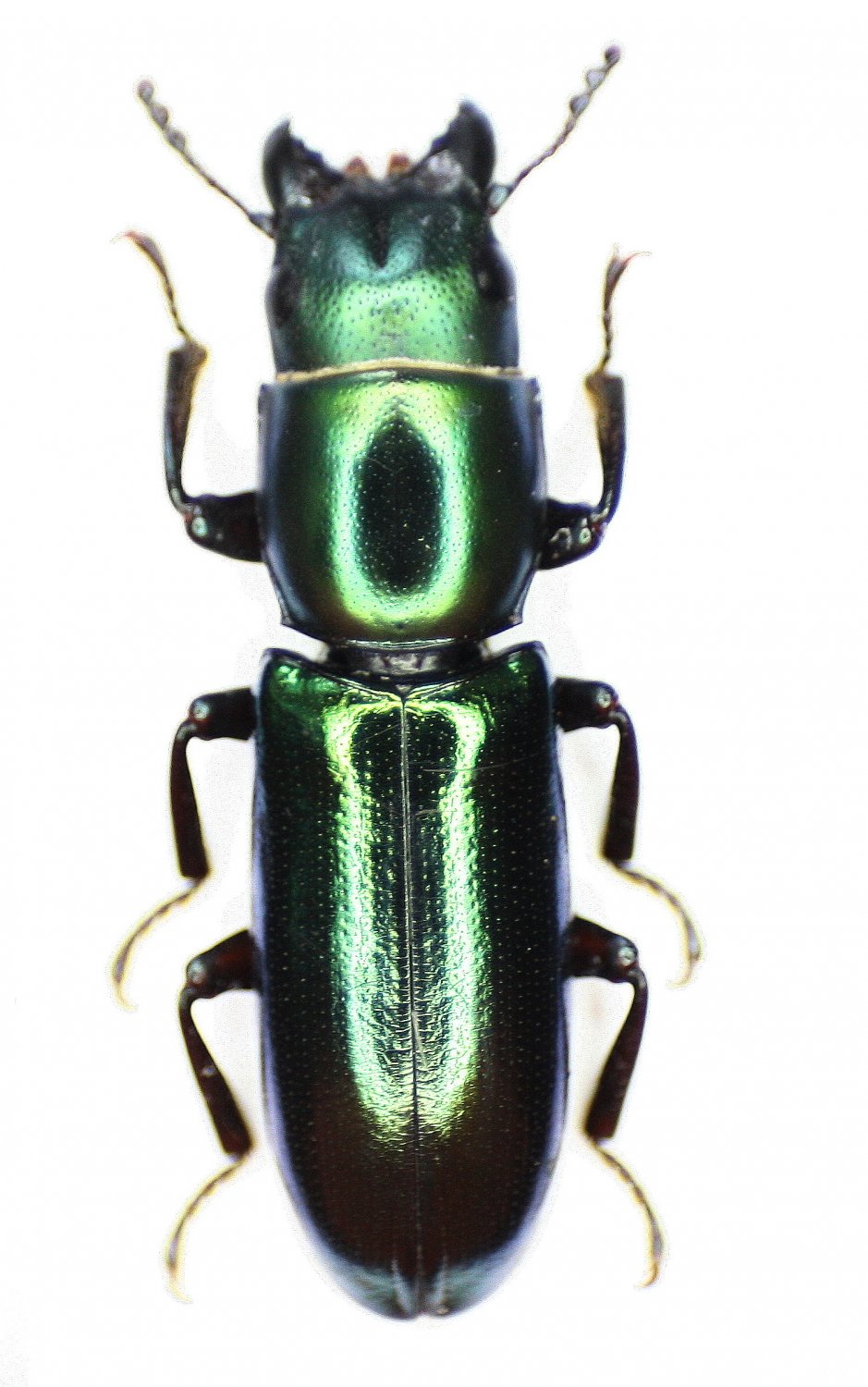 Réf. 82290 — INSECTA > Coleoptera > Trogossitidae > Temnoscheila sp ...