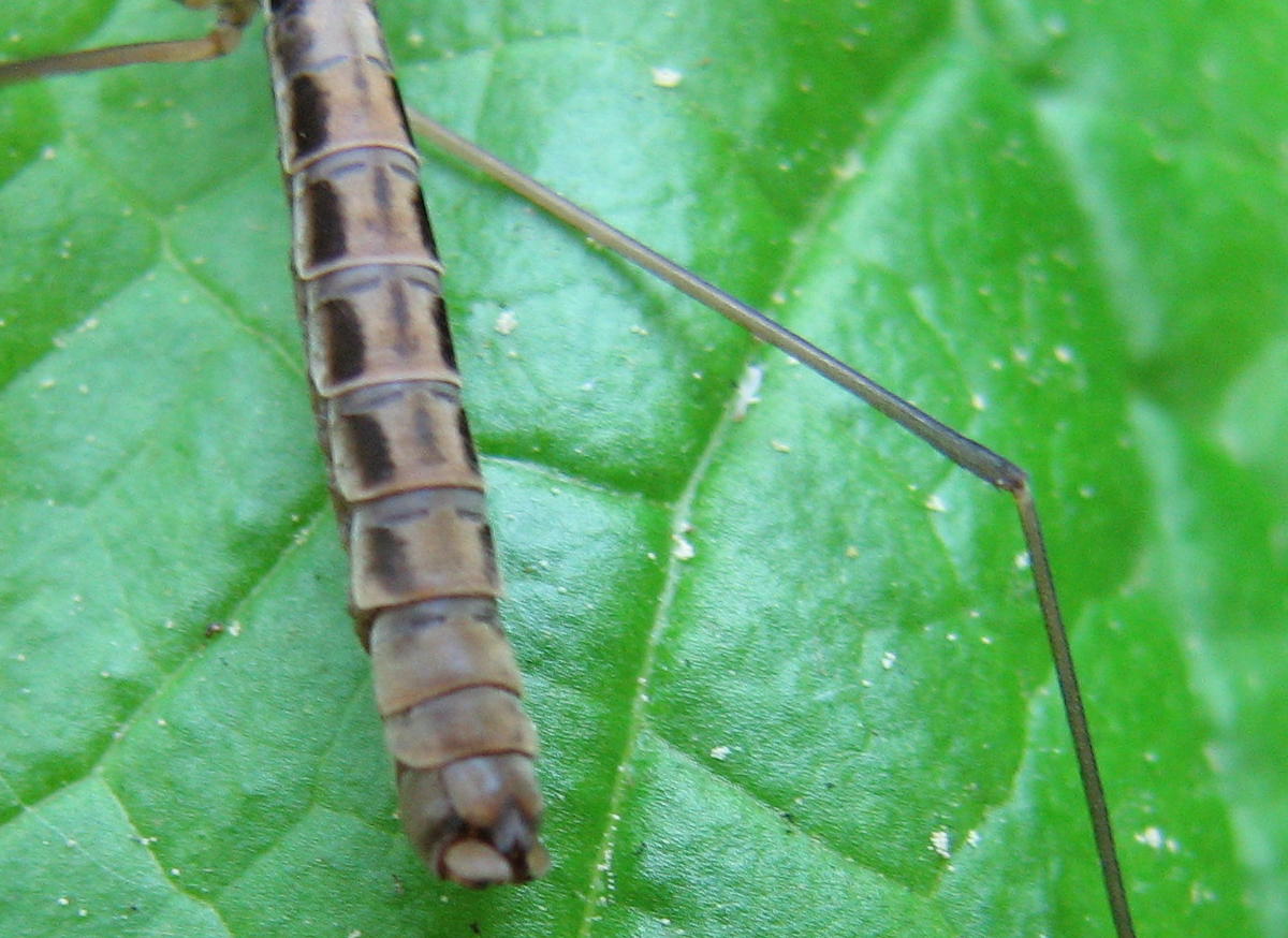 Réf. 82320 — INSECTA > Diptera > Tipulidae > Tipula (Acutipula) vittata ...