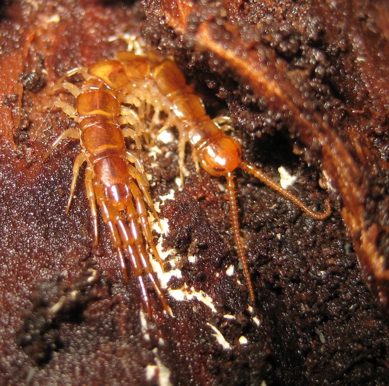 Réf. 82436 — CHILOPODA > Lithobiomorpha > Lithobiidae > Lithobius ...