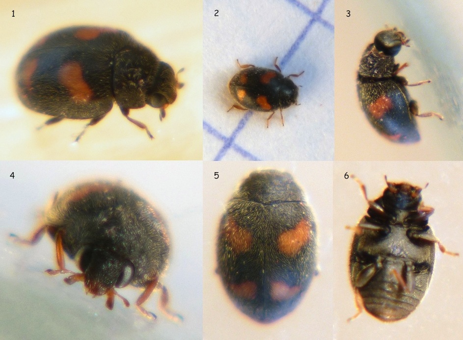 Réf. 82476 — INSECTA > Coleoptera > Coccinellidae > Nephus (Nephus ...