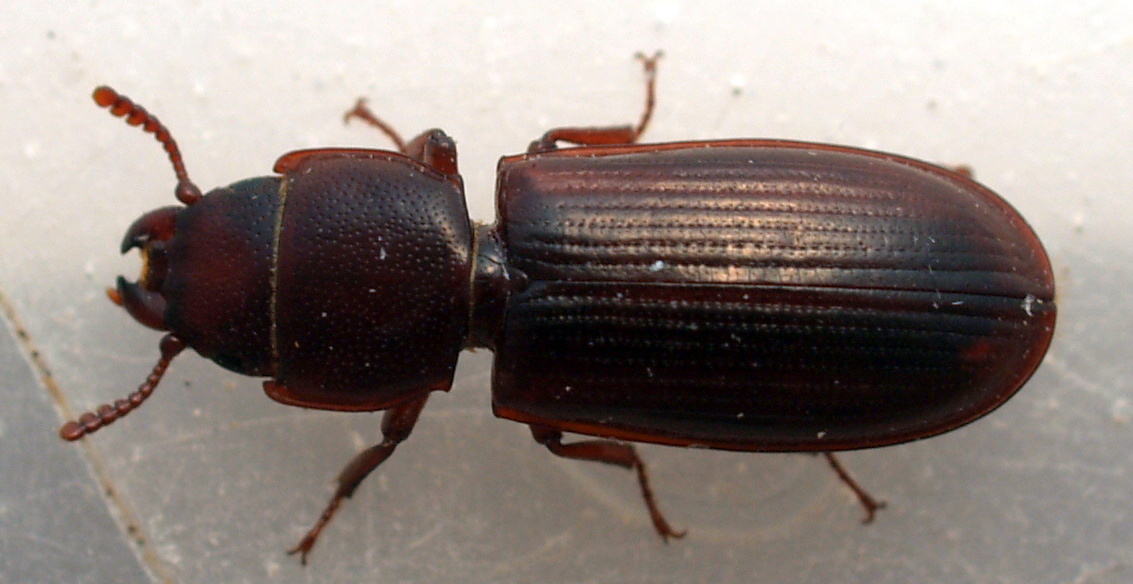 Réf. 83236 — INSECTA > Coleoptera > Trogossitidae > Tenebroides fuscus ...