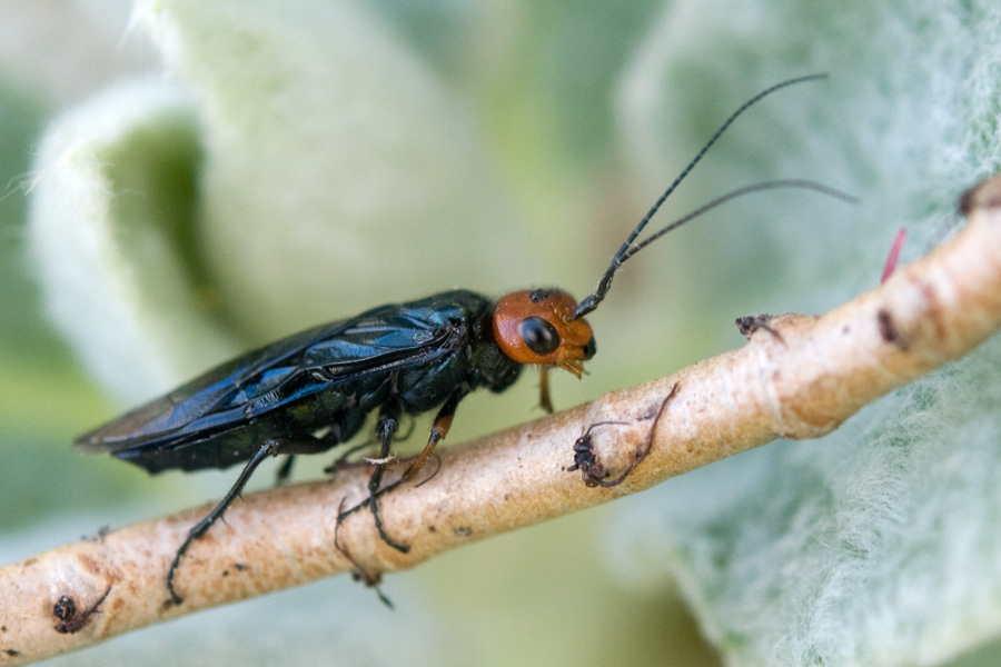 Réf. 83263 — INSECTA > Hymenoptera > Pamphiliidae > Acantholyda ...