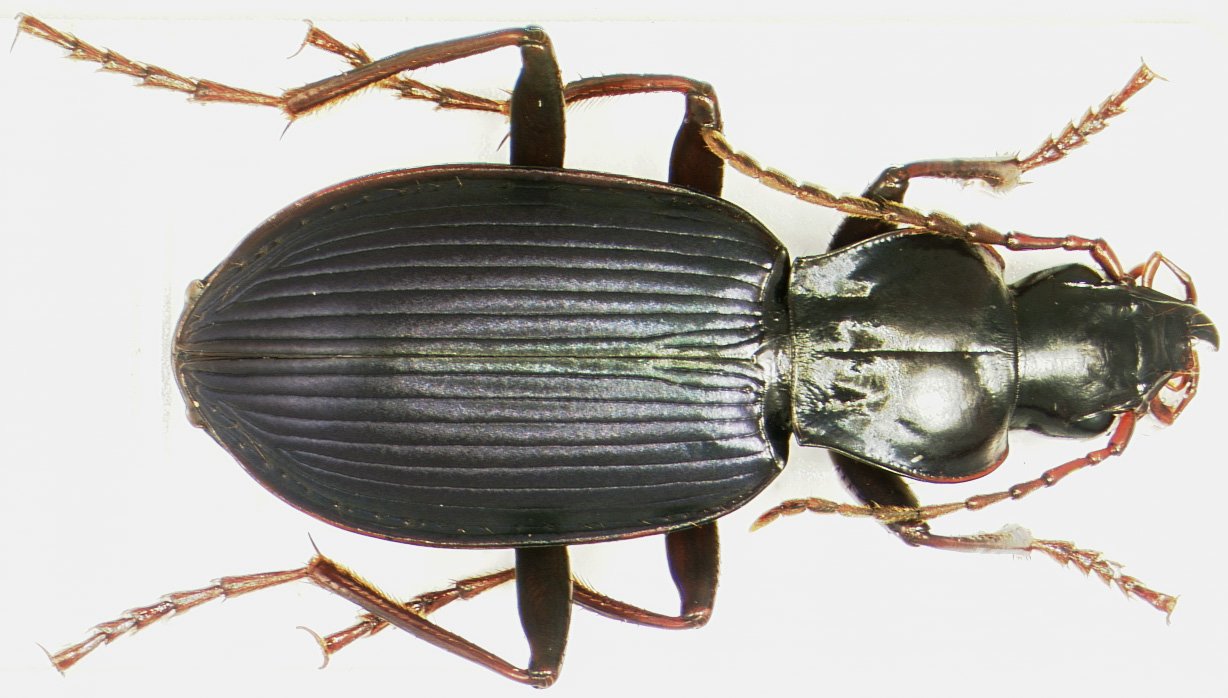 Réf. 83564 — INSECTA > Coleoptera > Carabidae > Laemostenus ...