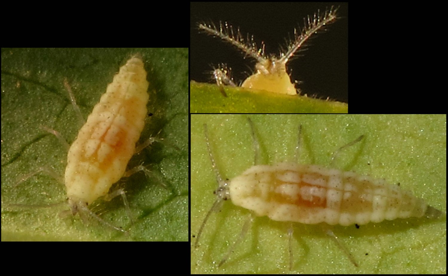 Réf. 83173 — INSECTA > Neuroptera > Coniopterygidae > Conwentzia sp ...