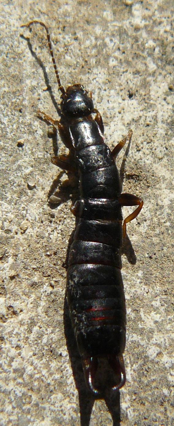 Réf. 83494 — INSECTA > Dermaptera > Anisolabididae > Euborellia moesta ...