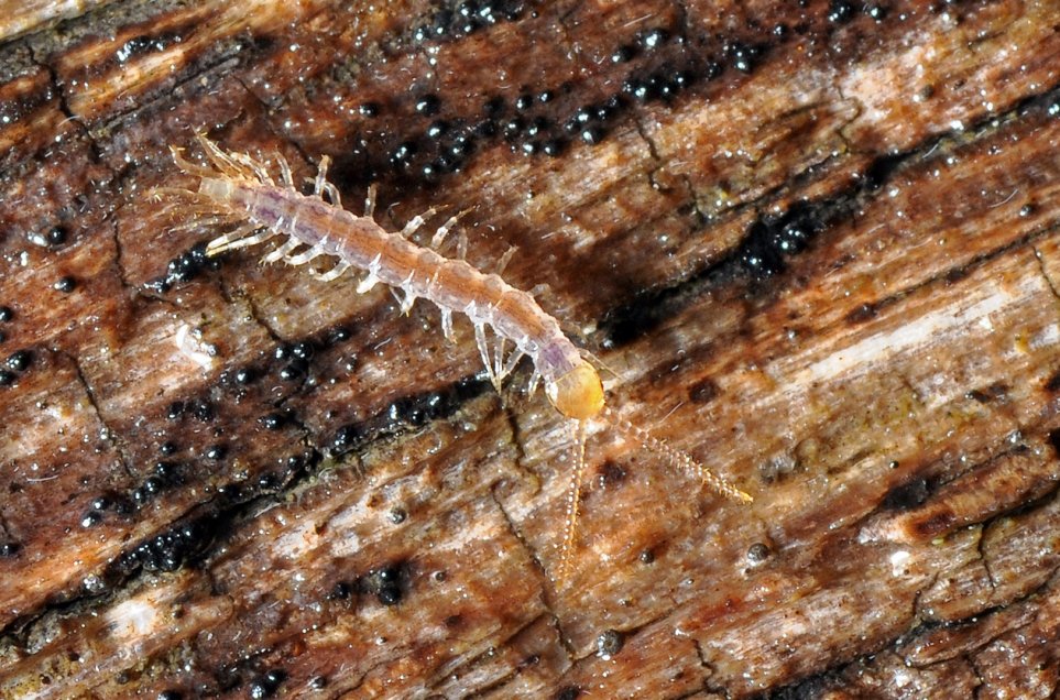 Réf. 83709 — CHILOPODA > Lithobiomorpha > Lithobiidae > Inconnu inconnu ...