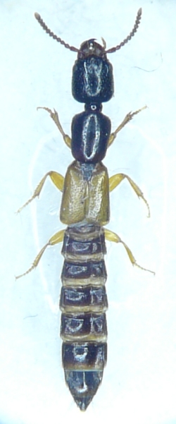 Réf. 83382 — INSECTA > Coleoptera > Staphylinidae > Nudobius lentus ...