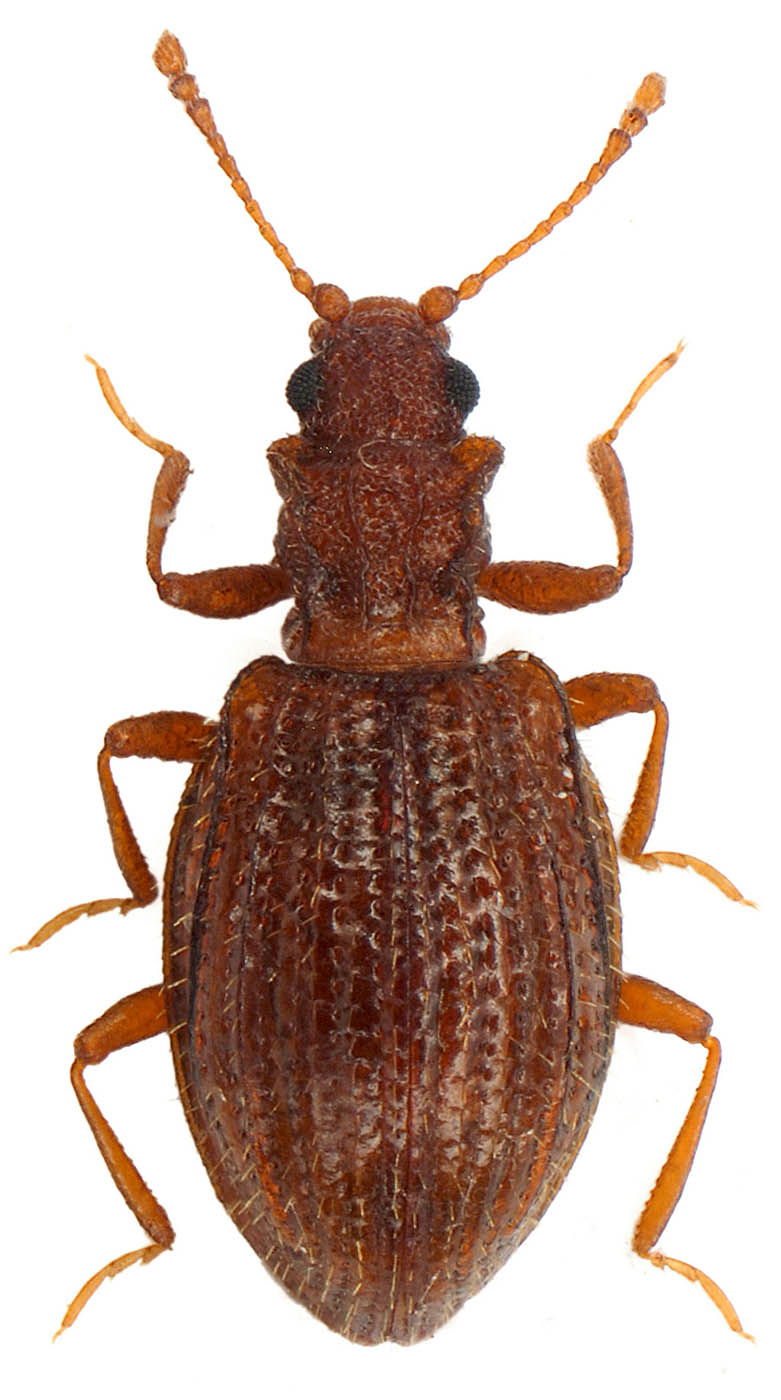 Réf. 83131 — INSECTA > Coleoptera > Latridiidae > Stephostethus ...